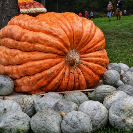 9 Fasching Foods To Try During the German Karneval - WanderInGermany