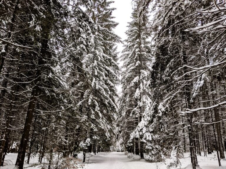 Things To Do In Germany in February - WanderInGermany